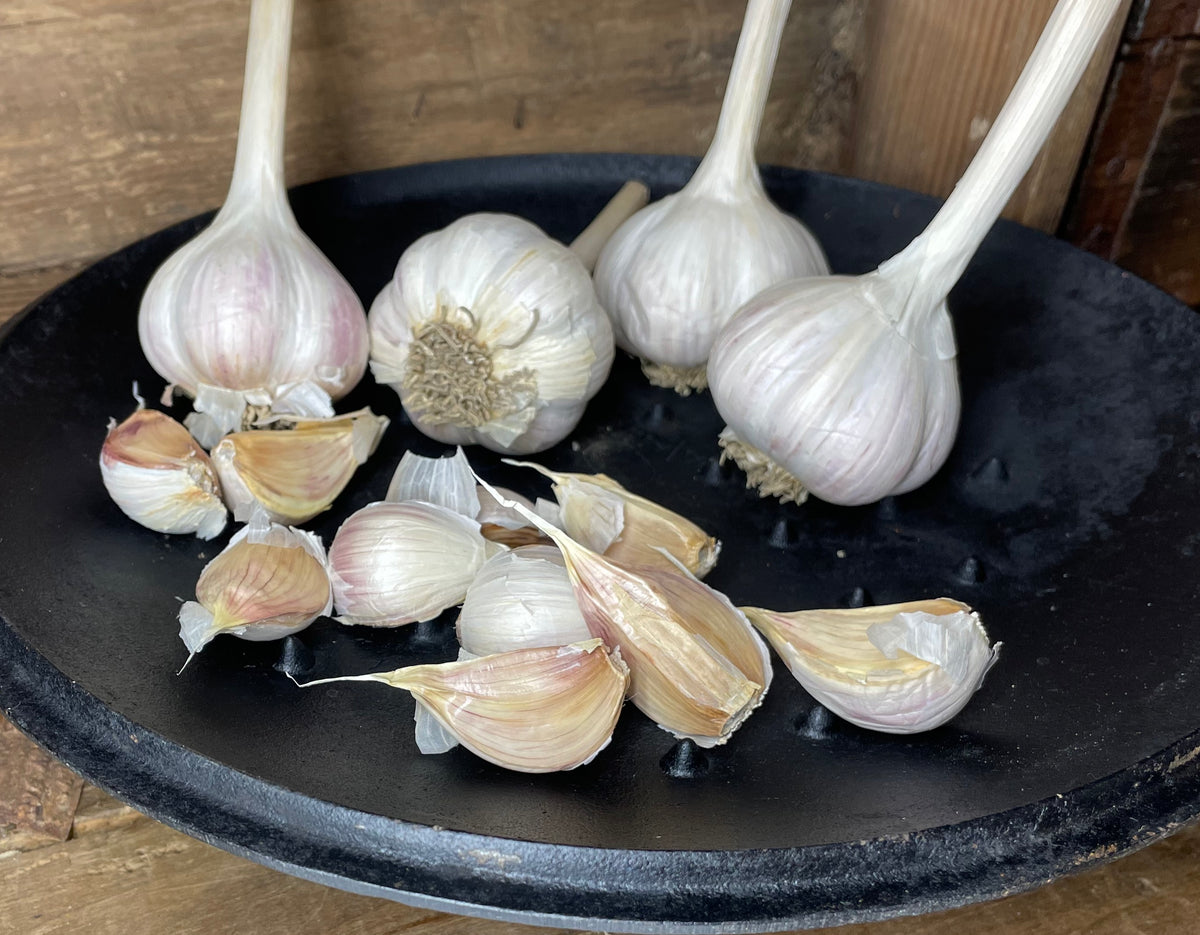 Persian Star – Covered Bridge Garlic Company